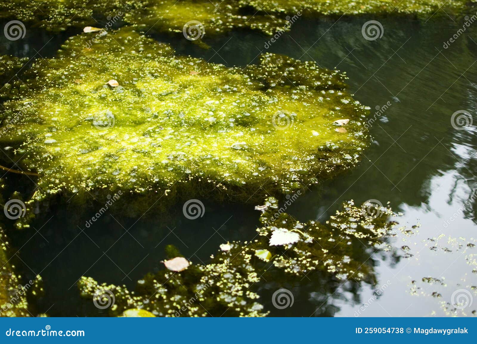 Green algae swamp in lake. stock photo. Image of cover - 259054738
