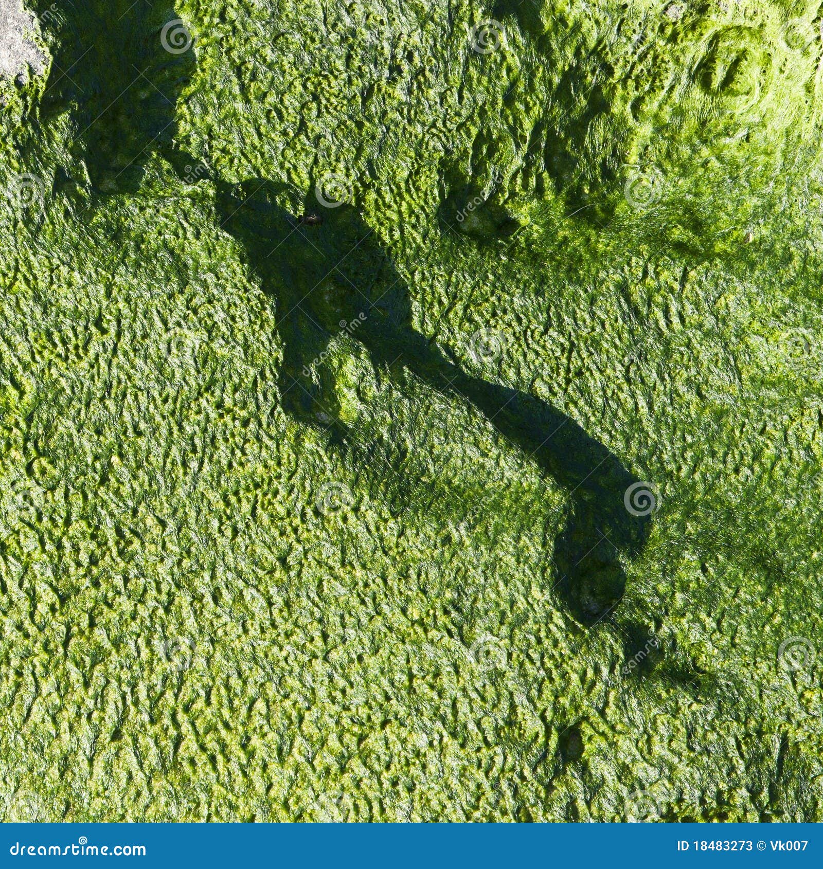 Green algae texture stock image. Image of pattern, eukaryote - 18483273
