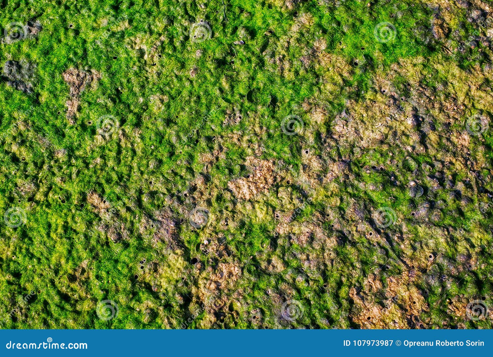 Green Algae Texture on Sand Beach Stock Image - Image of ocean, seaside ...