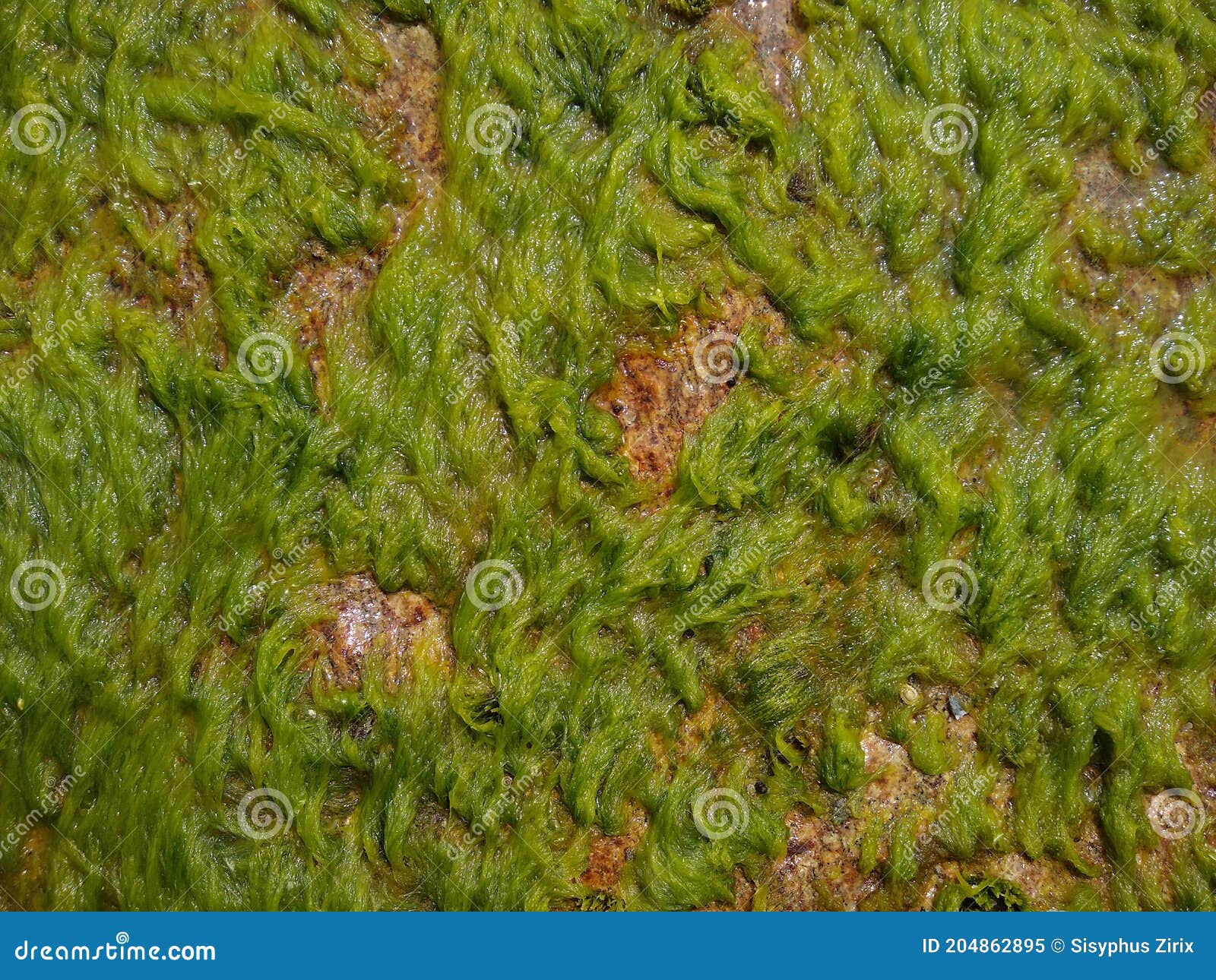 Green Algae (Ulva Intestinalis) on the Rock Stock Image - Image of ...
