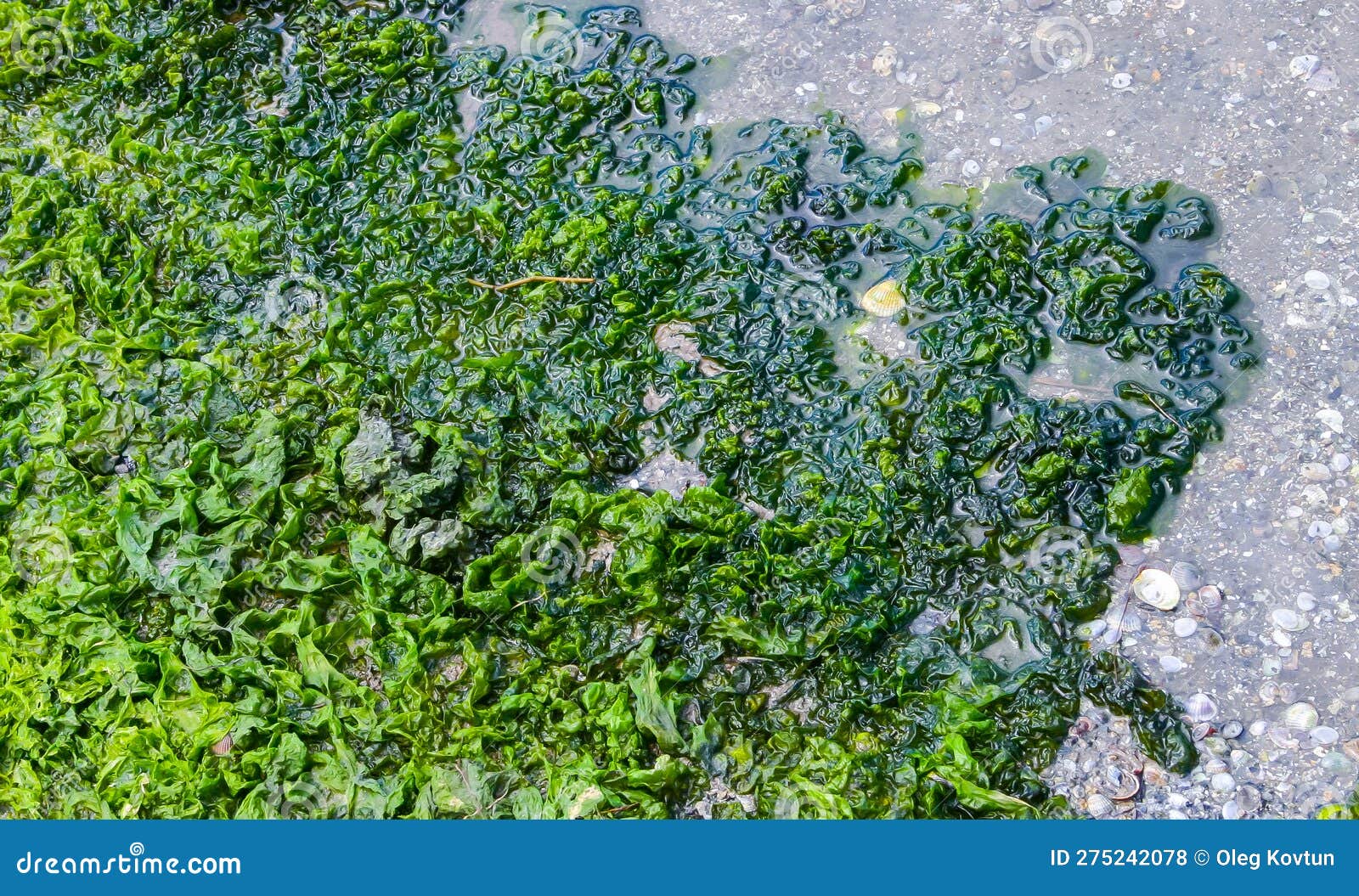 Green Algae Ulva in the Shallow Bay of the Tiligul Estuary, Ukraine ...