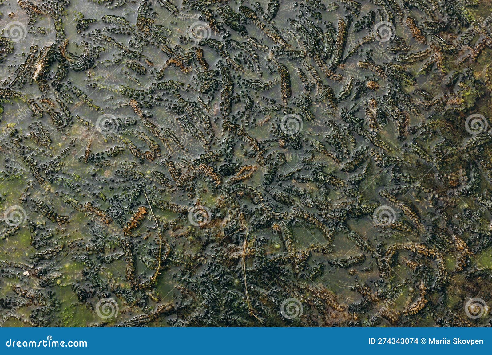 Red Algae Under The Microscope Royalty-Free Stock Photo | CartoonDealer ...