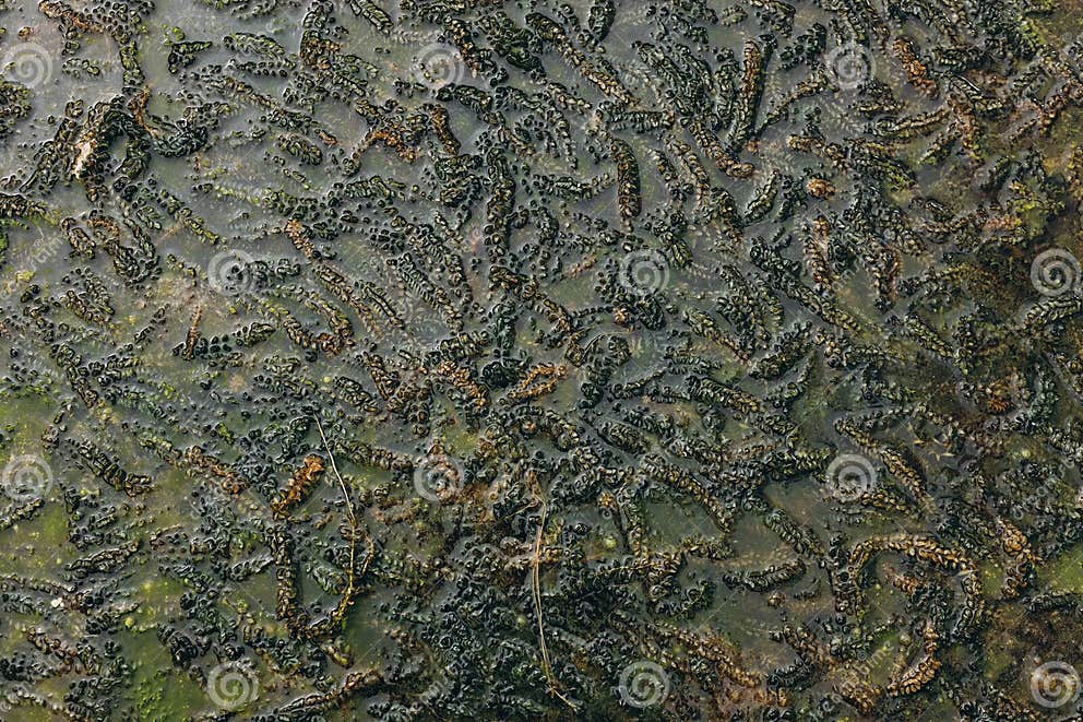 Green Algae Under Clear Water. Texture of Flooded Algae Underwater in a ...