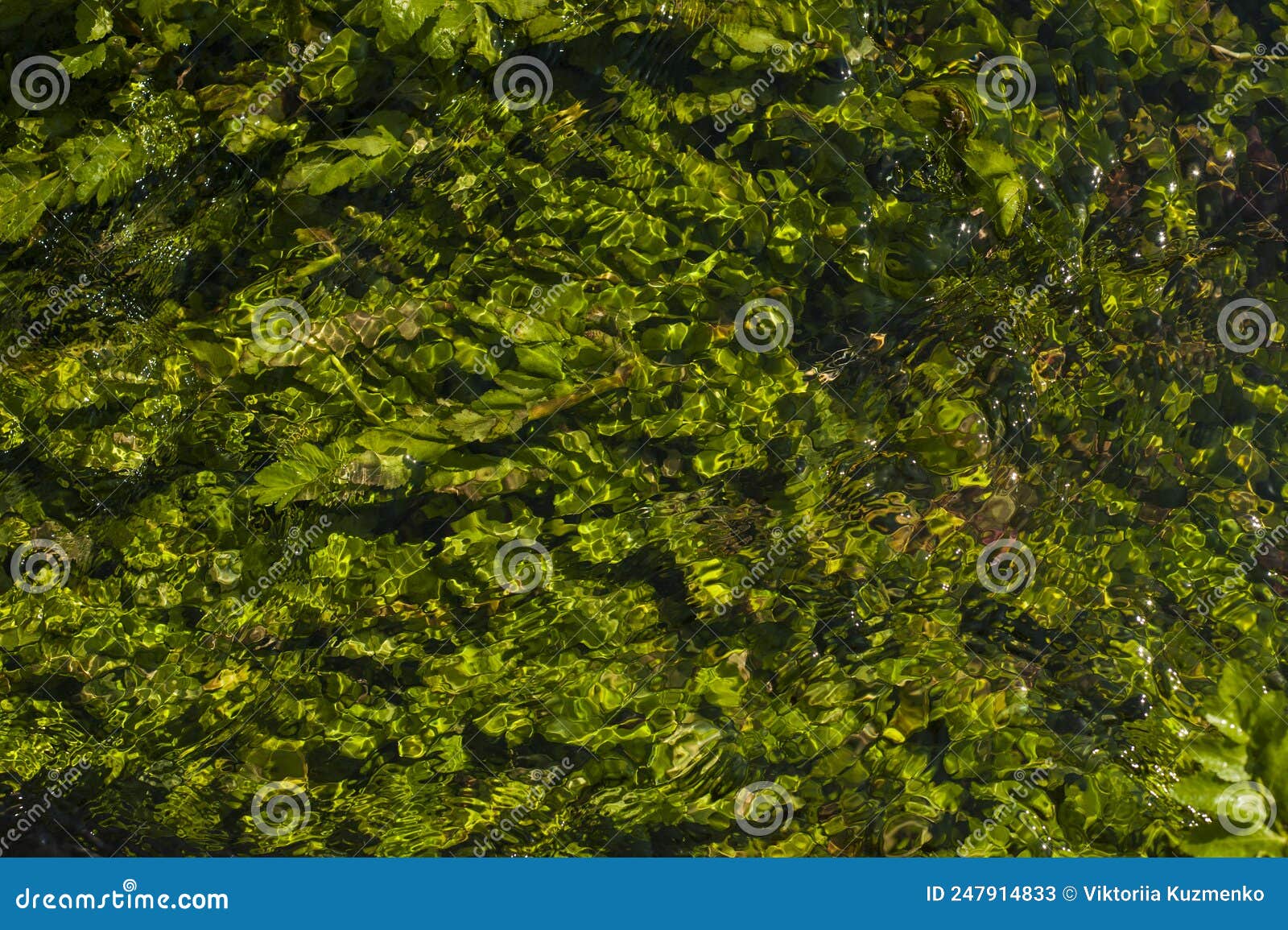 Green Algae Under Clear Water. Texture of Flooded Algae Underwater in a ...