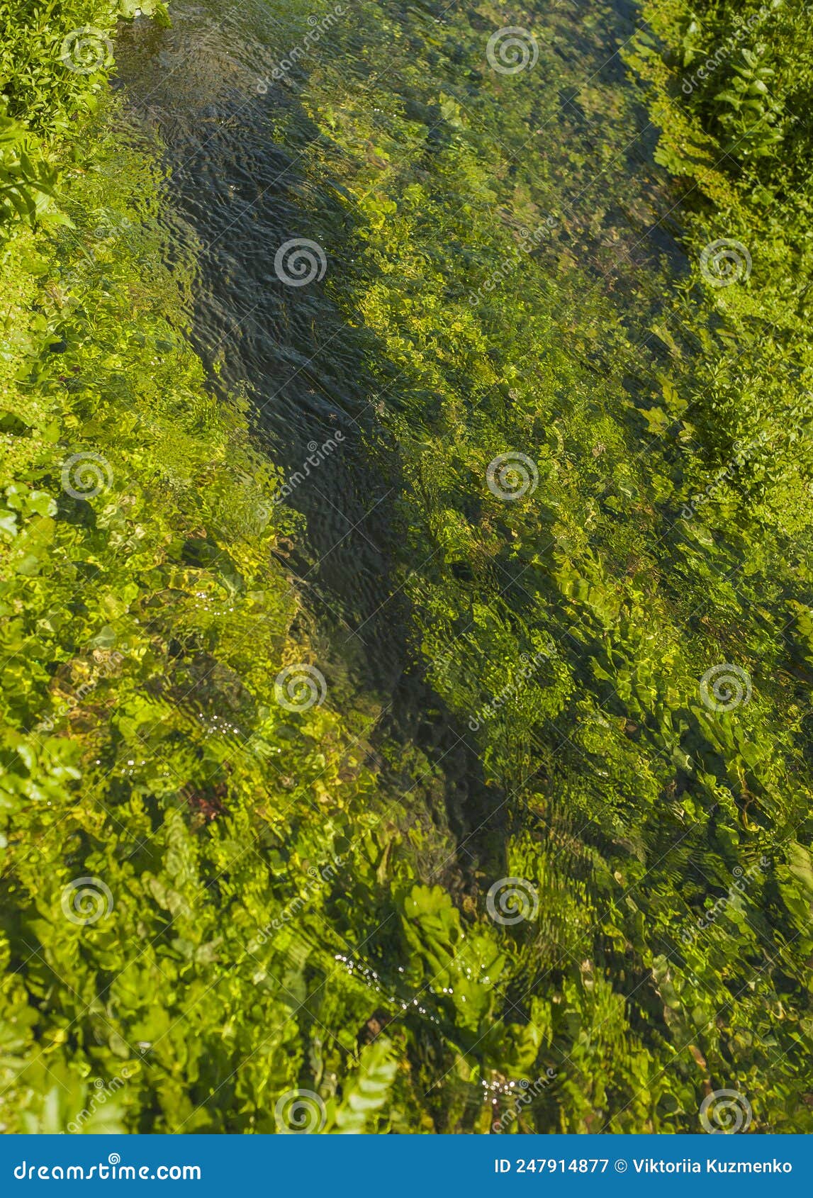 Green Algae Under Clear Water. Texture of Flooded Algae Underwater in a ...