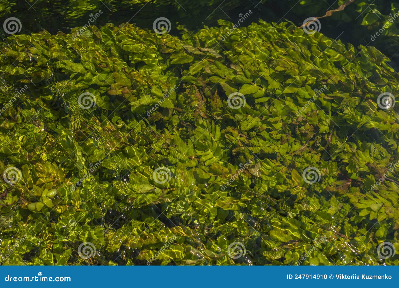 Green Algae Under Clear Water. Texture of Flooded Algae Underwater in a ...
