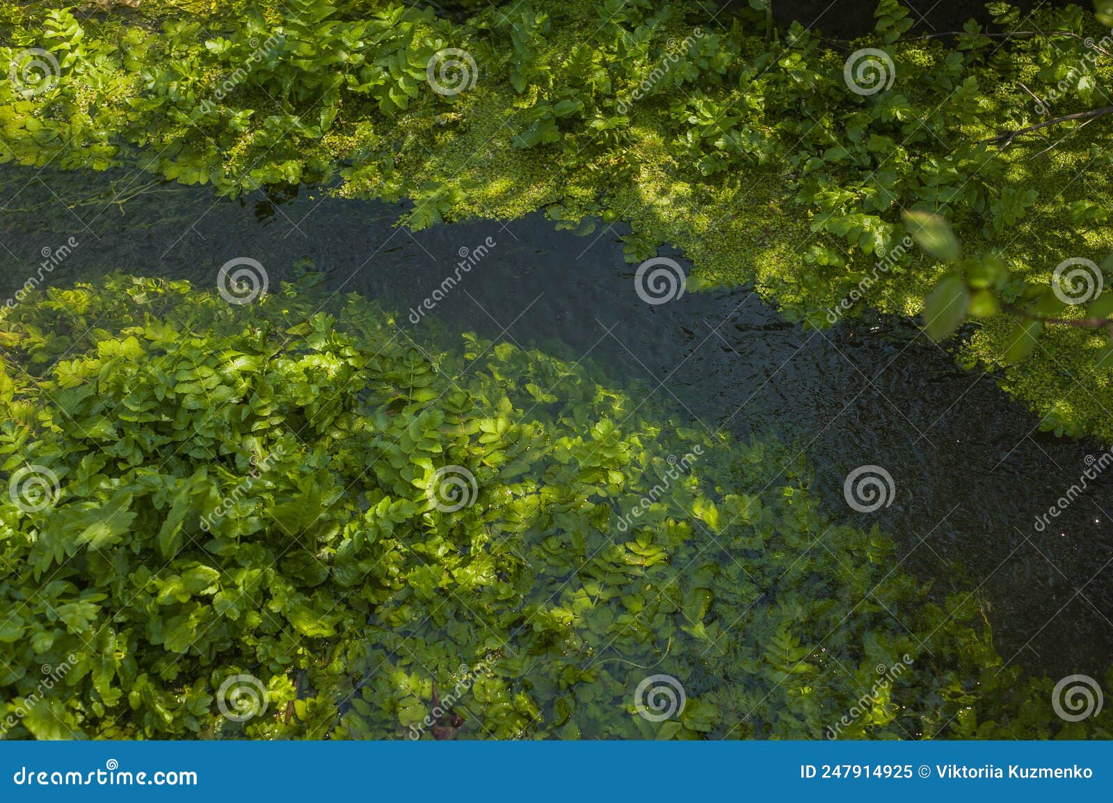 Green Algae Under Clear Water. Texture of Flooded Algae Underwater in a ...