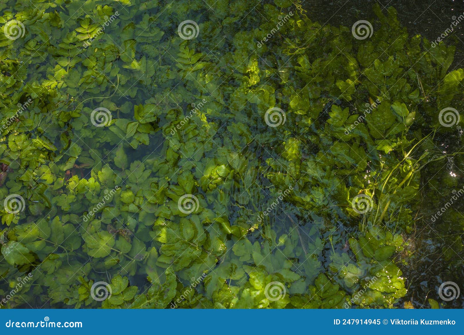 Green Algae Under Clear Water. Texture of Flooded Algae Underwater in a ...
