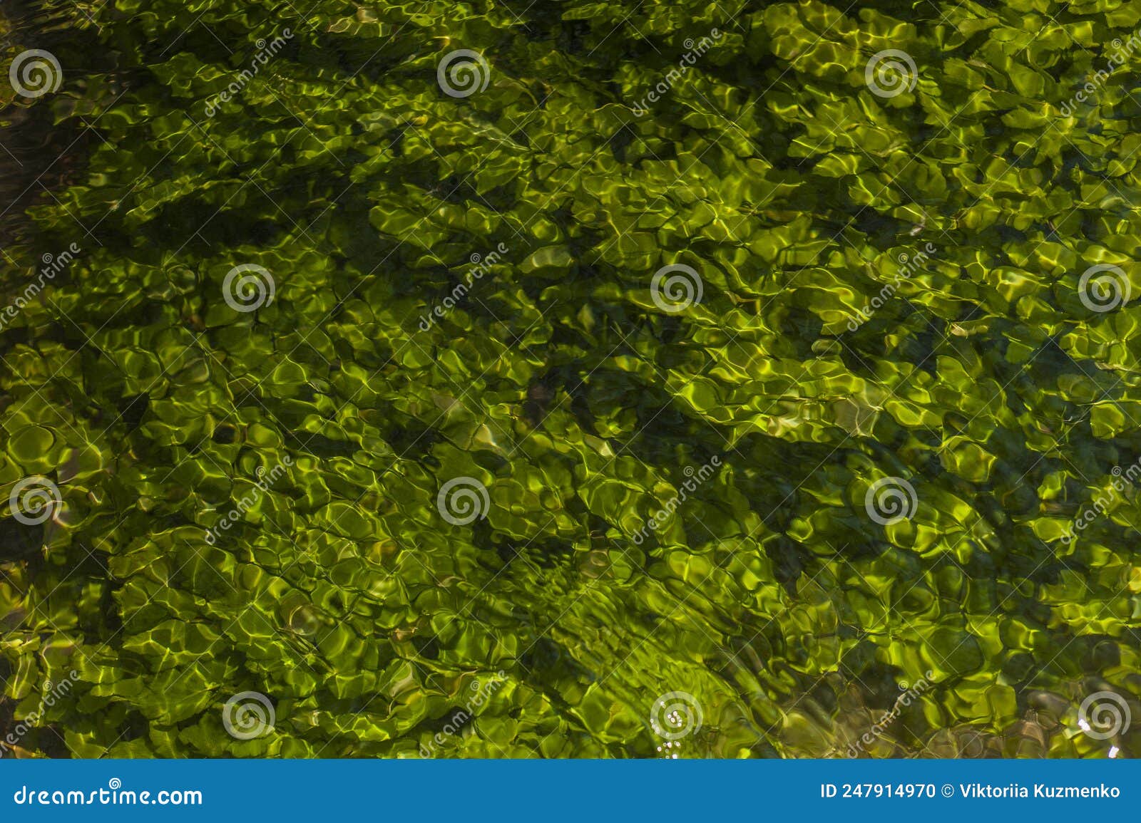 Green Algae Under Clear Water. Texture of Flooded Algae Underwater in a ...