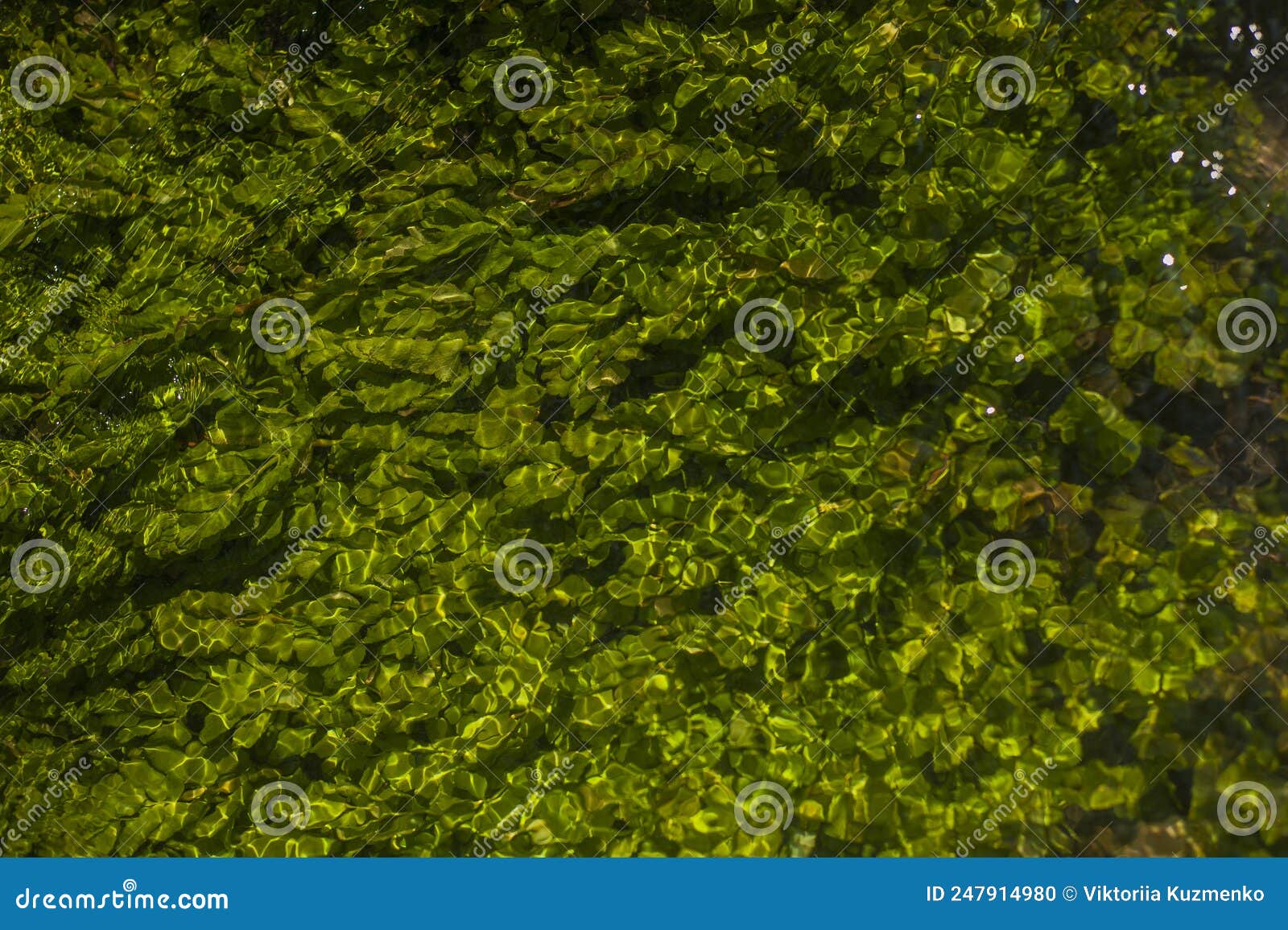 Green Algae Under Clear Water. Texture of Flooded Algae Underwater in a ...