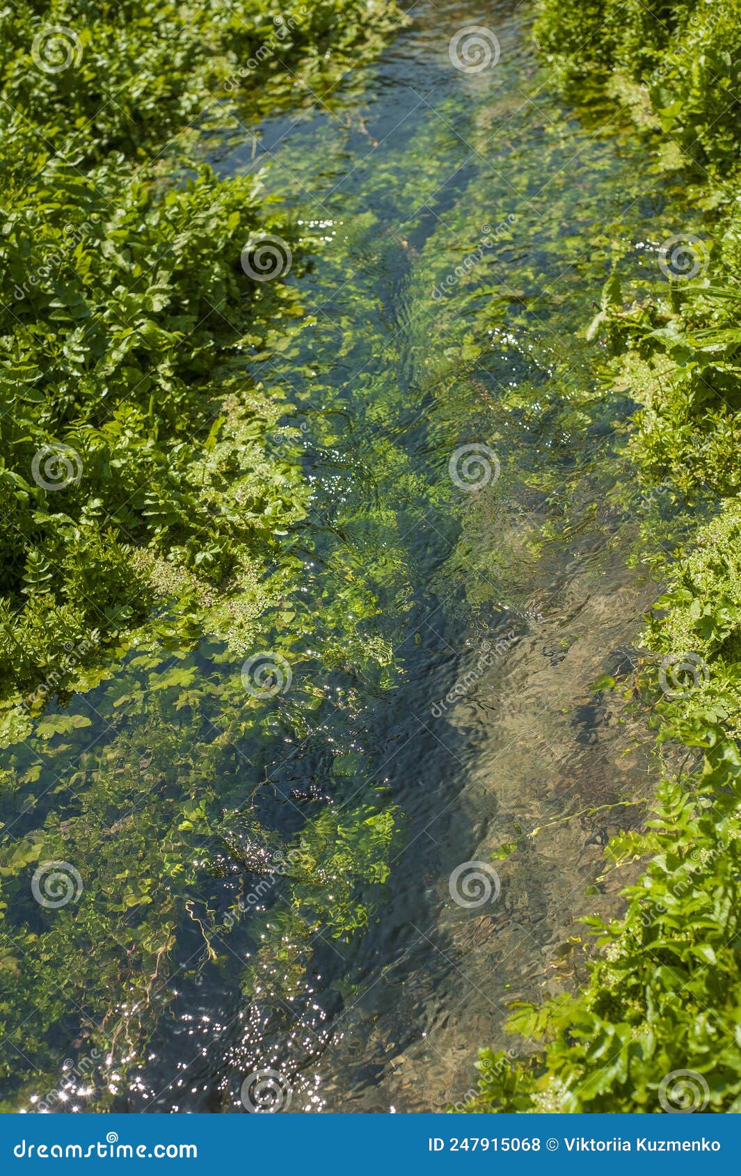 Green Algae Under Clear Water. Texture of Flooded Algae Underwater in a ...