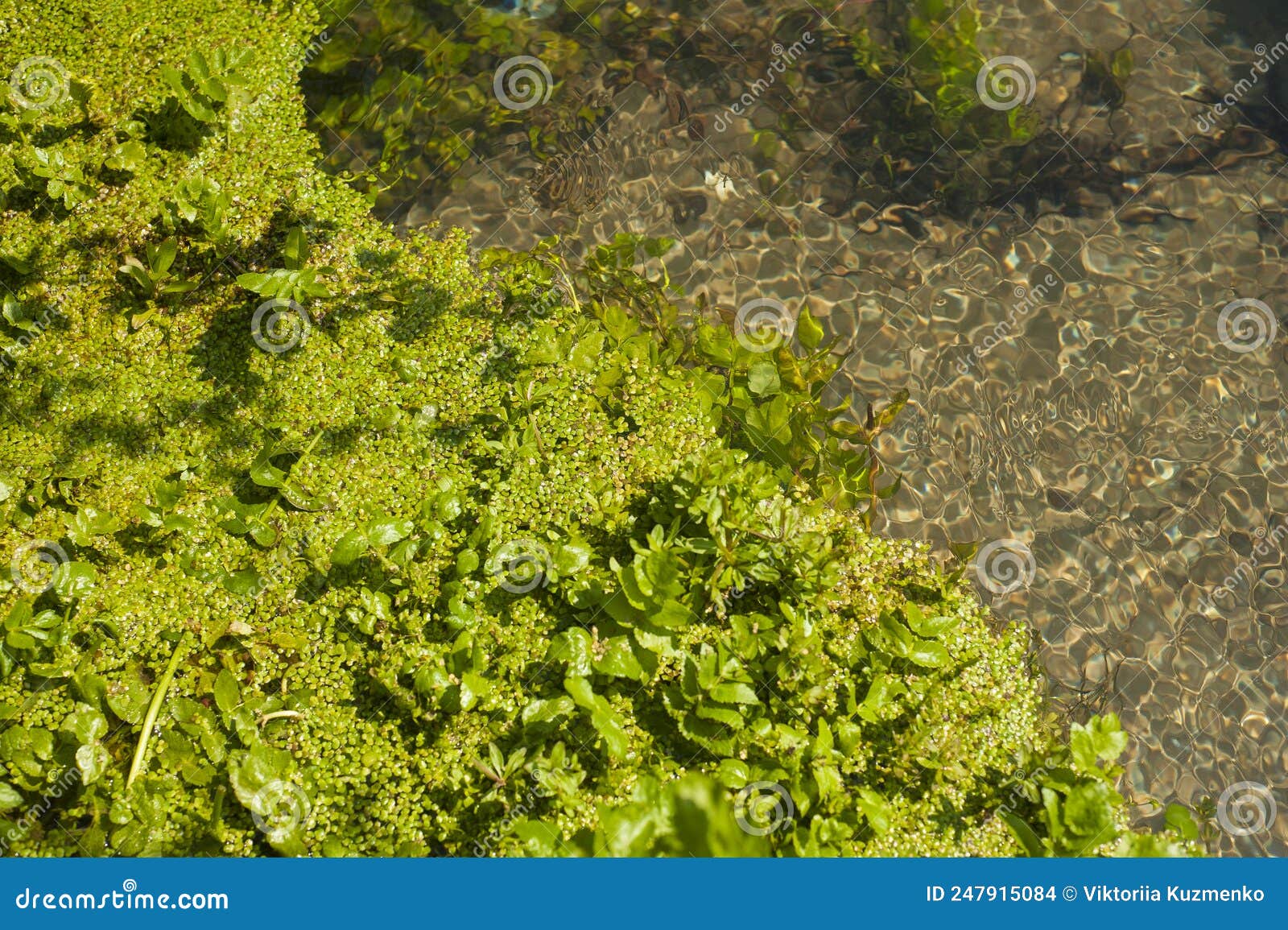 Green Algae Under Clear Water. Texture of Flooded Algae Underwater in a ...