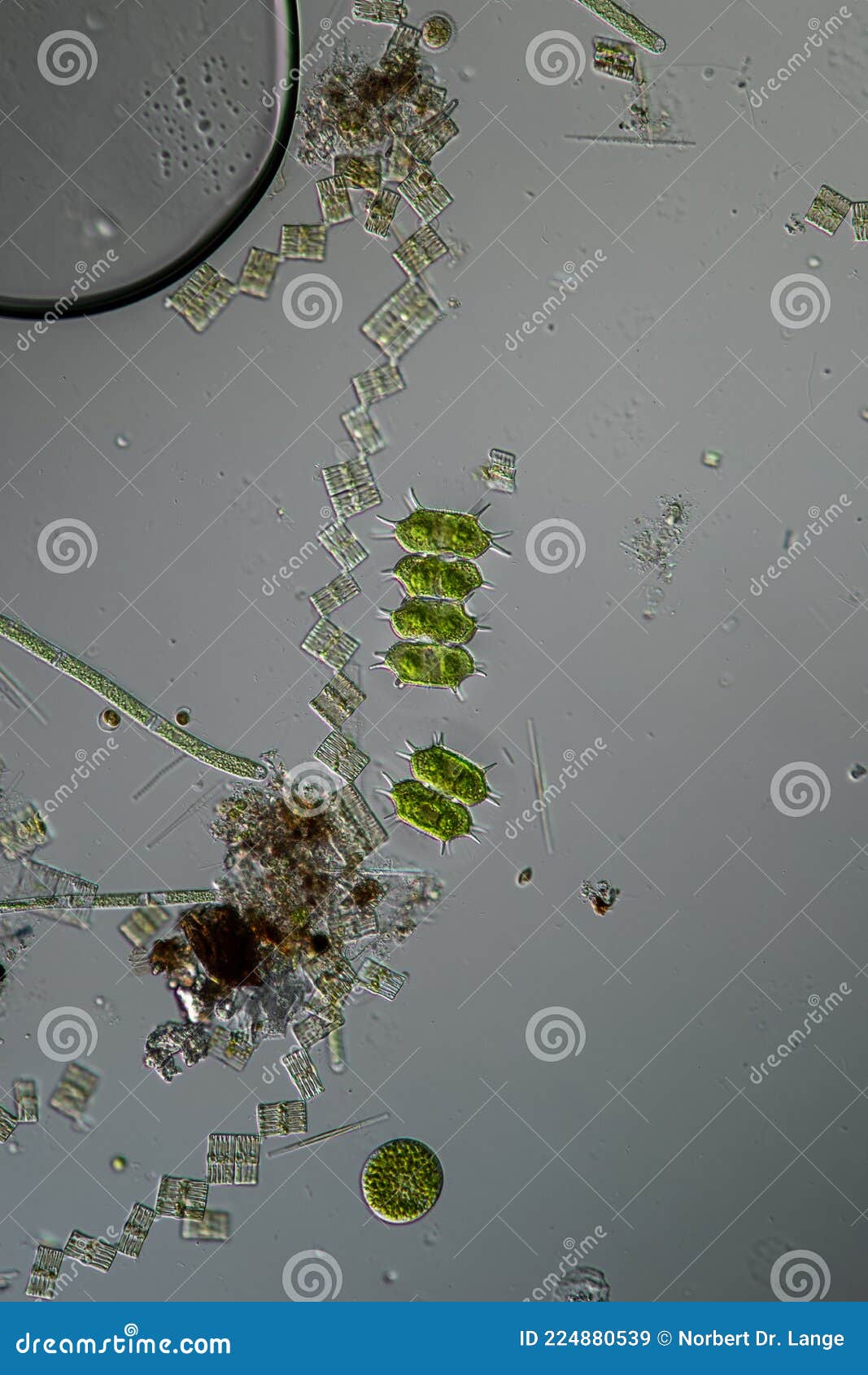 Green algae stock image. Image of drops, closeup, magnification - 224880539
