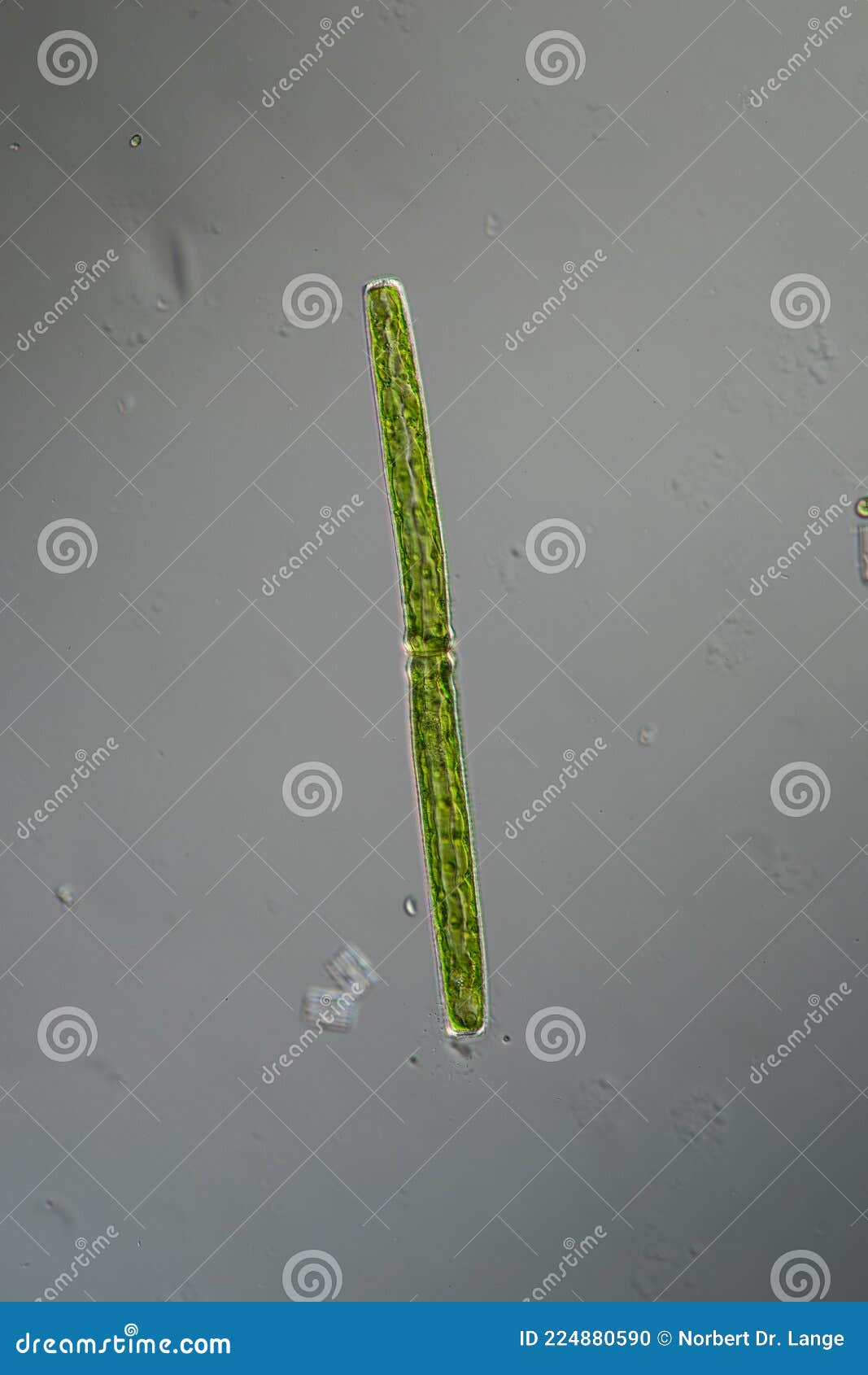 Green algae stock photo. Image of closeup, nucleus, chloroplasts ...