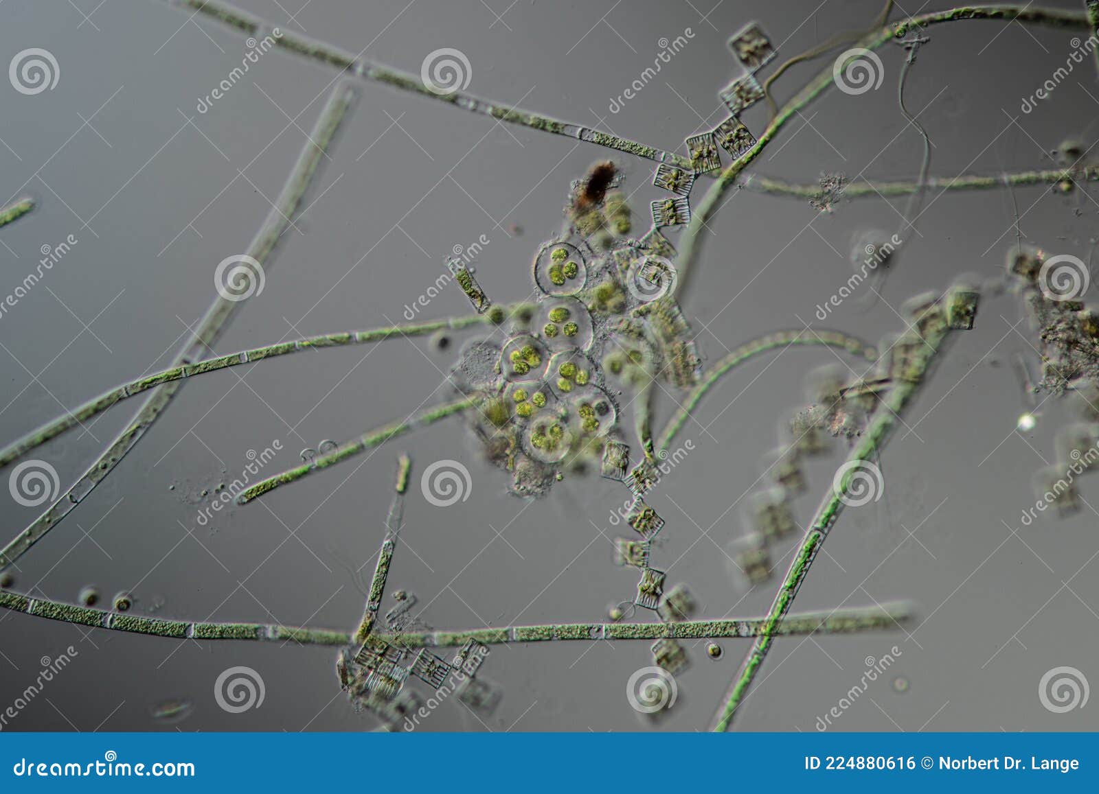 Green algae stock photo. Image of magnification, botany - 224880616