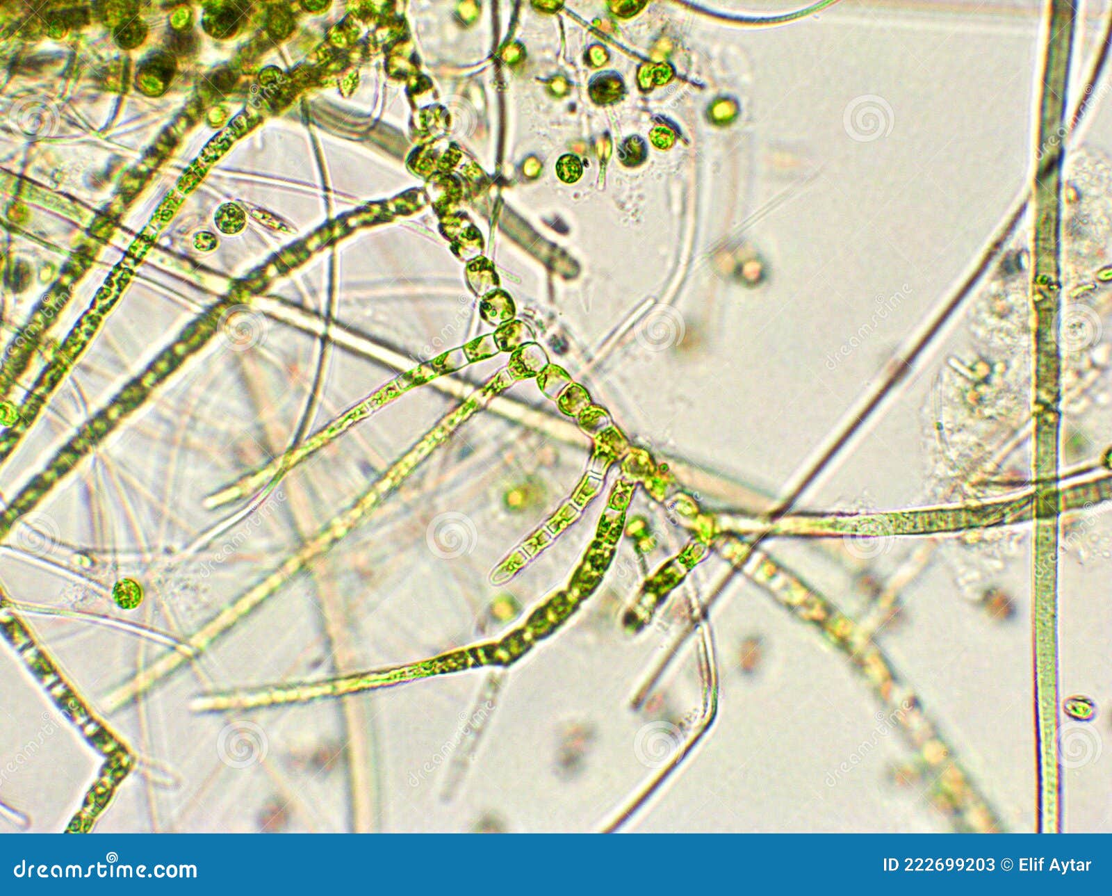Green Algae Under Microscopic View Stock Image - Image of laboratory ...