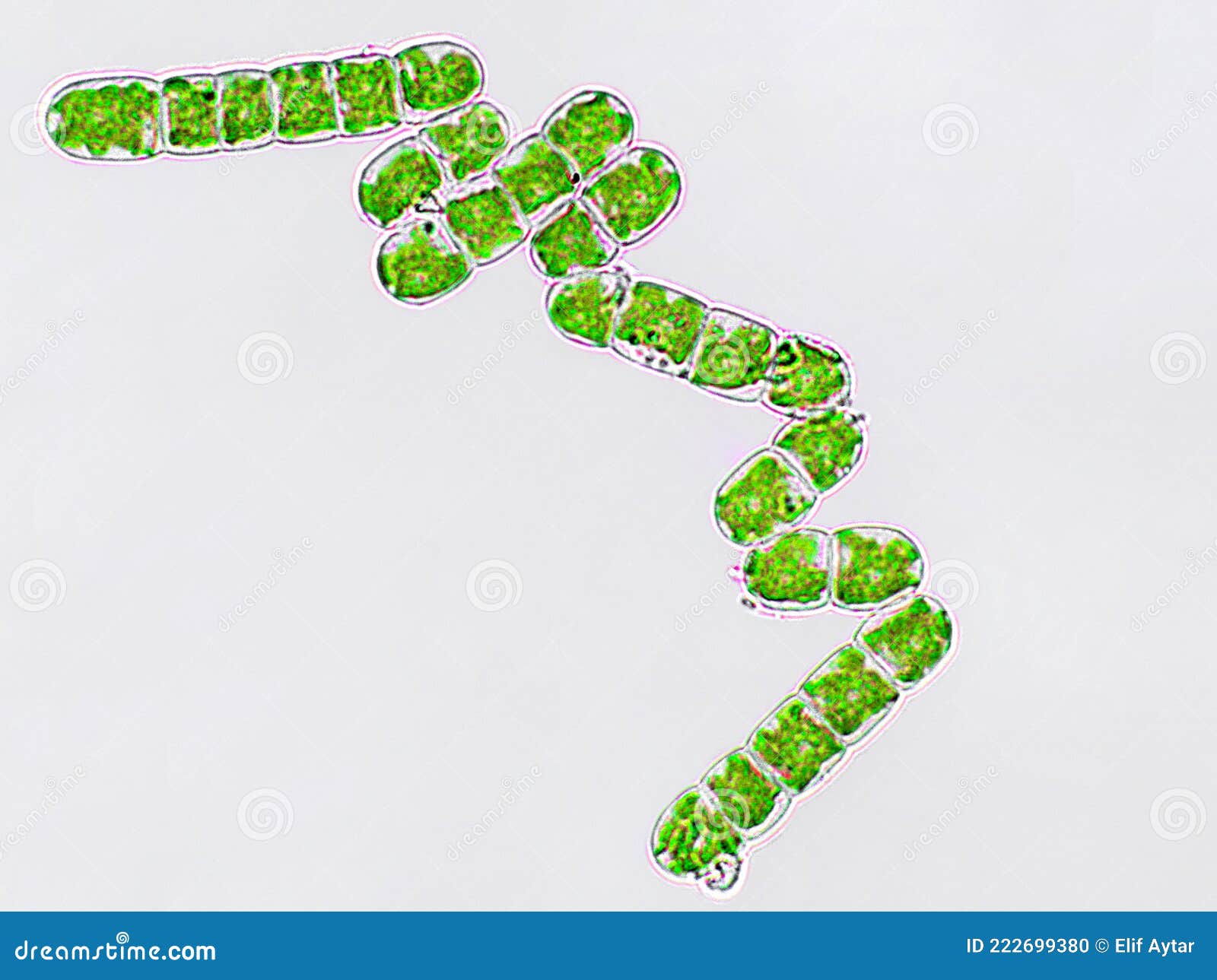 Green Algae Under Microscopic View Stock Photo - Image of natural ...