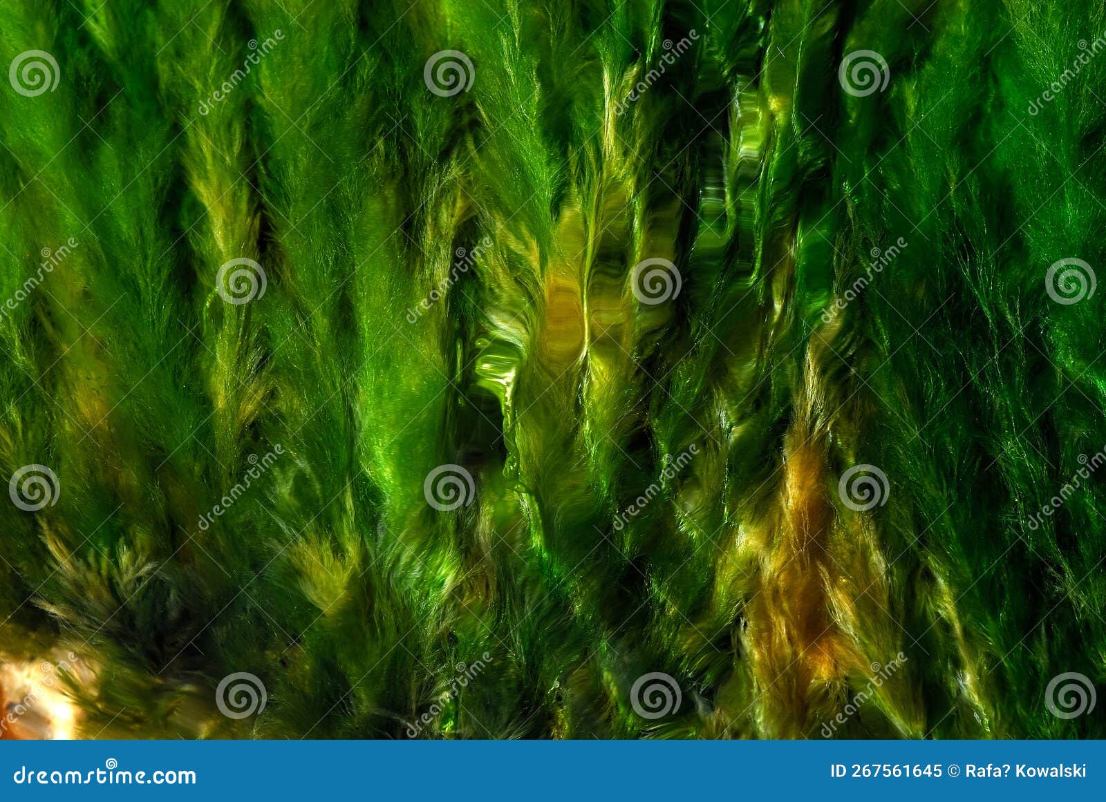 Green Algae Under Sun Reflections Stock Image - Image of sunlight ...