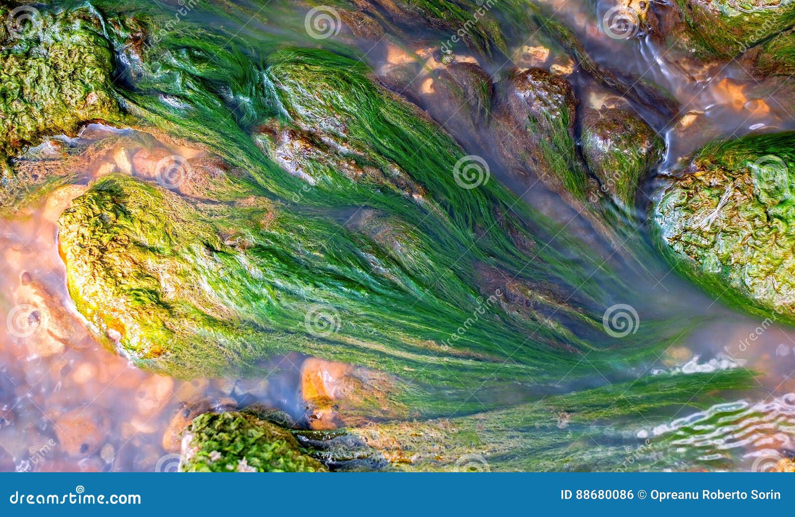 Green algae under water stock photo. Image of outdoor - 88680086