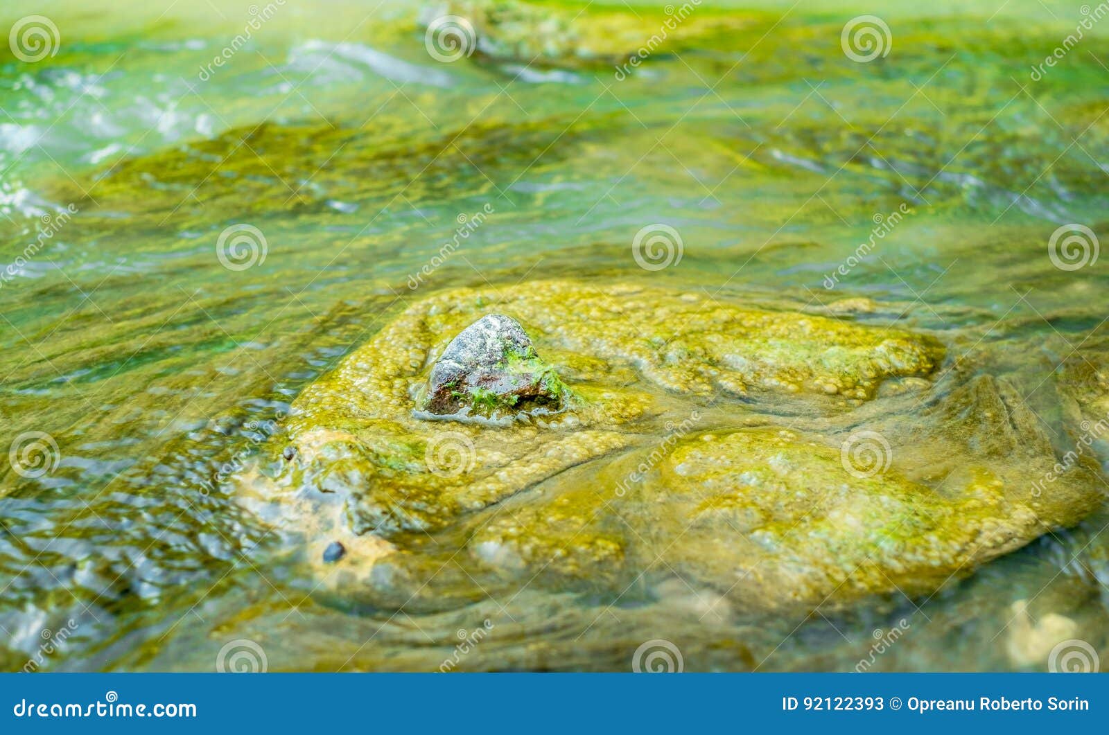 Green algae under water stock image. Image of outdoor - 92122393