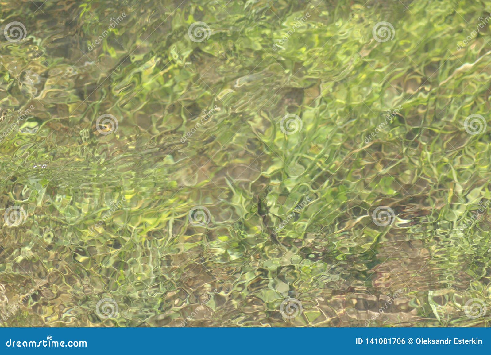 Green algae under water stock photo. Image of picturesque - 141081706