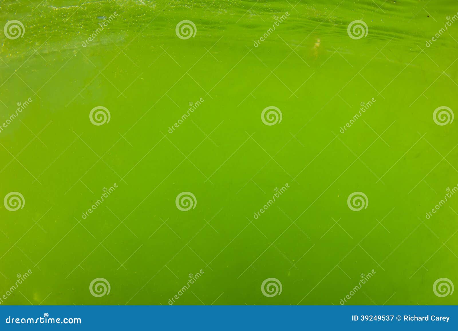 Green Algae stock image. Image of underwater, water, plant - 39249537