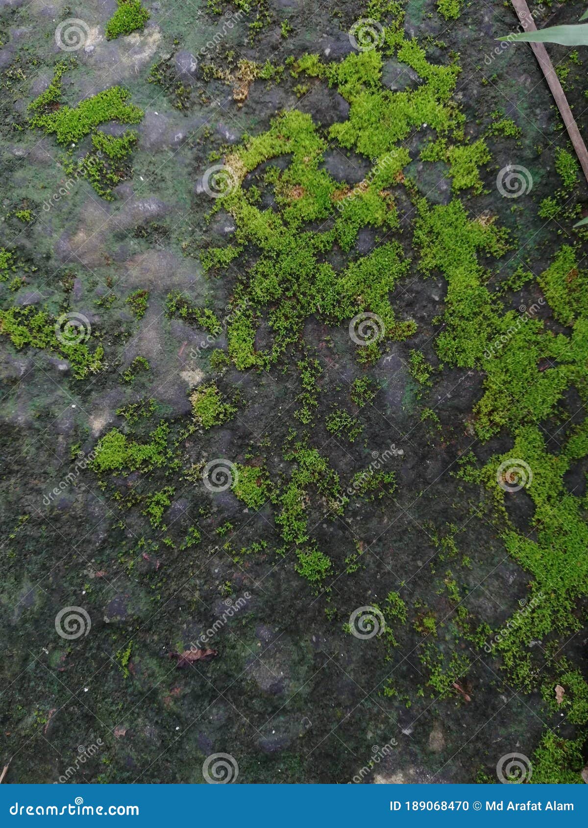 Green Algae Wall Texture Retro Background Royalty-Free Stock Image ...