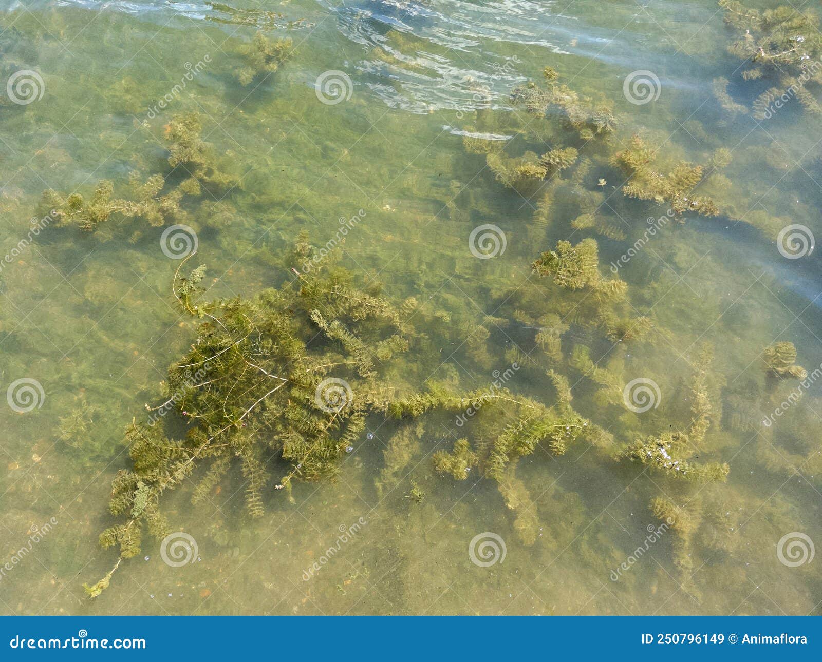 Green Algae in the water stock image. Image of summer - 250796149