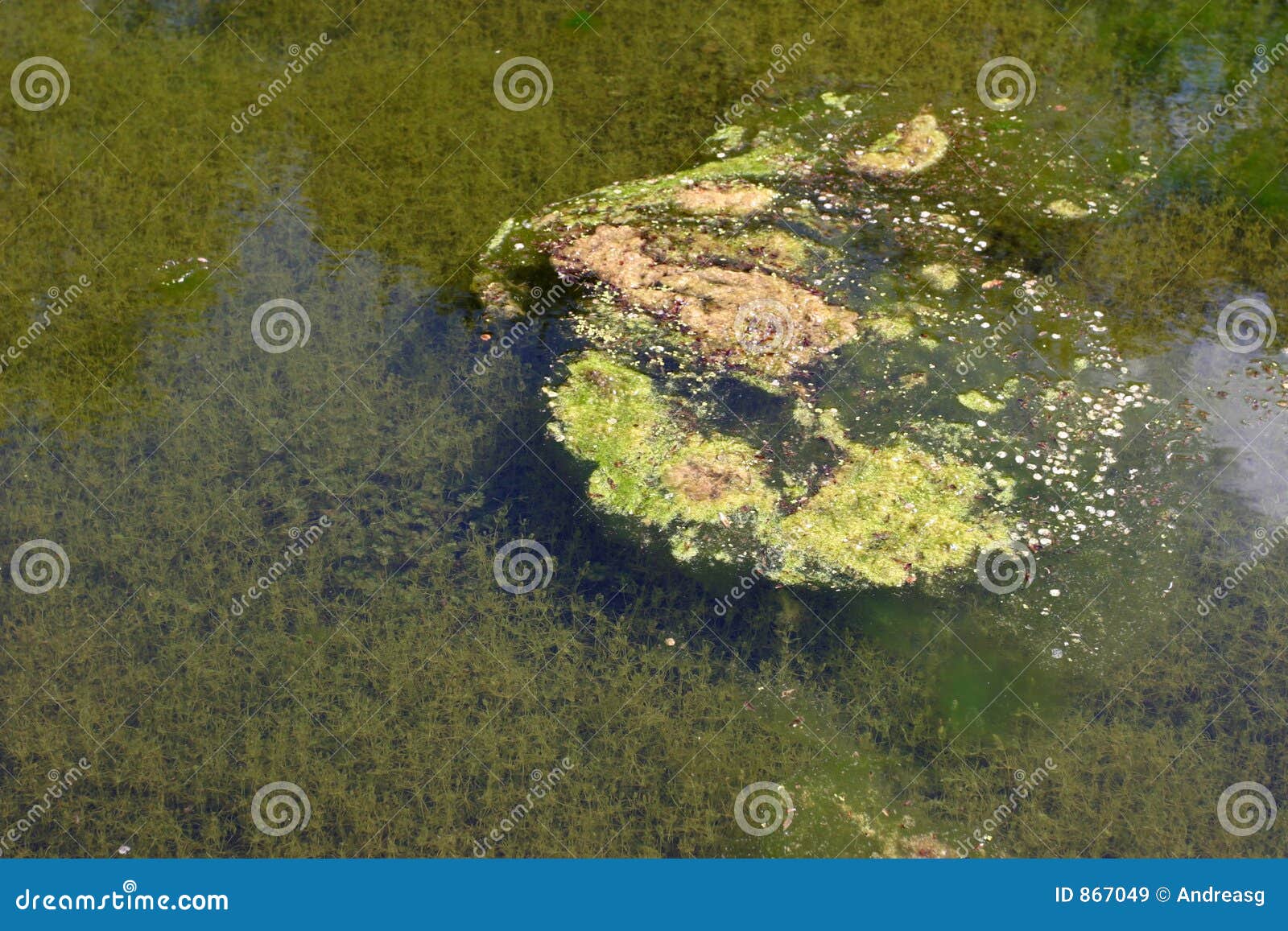 Green algae in water stock image. Image of floating, texture - 867049