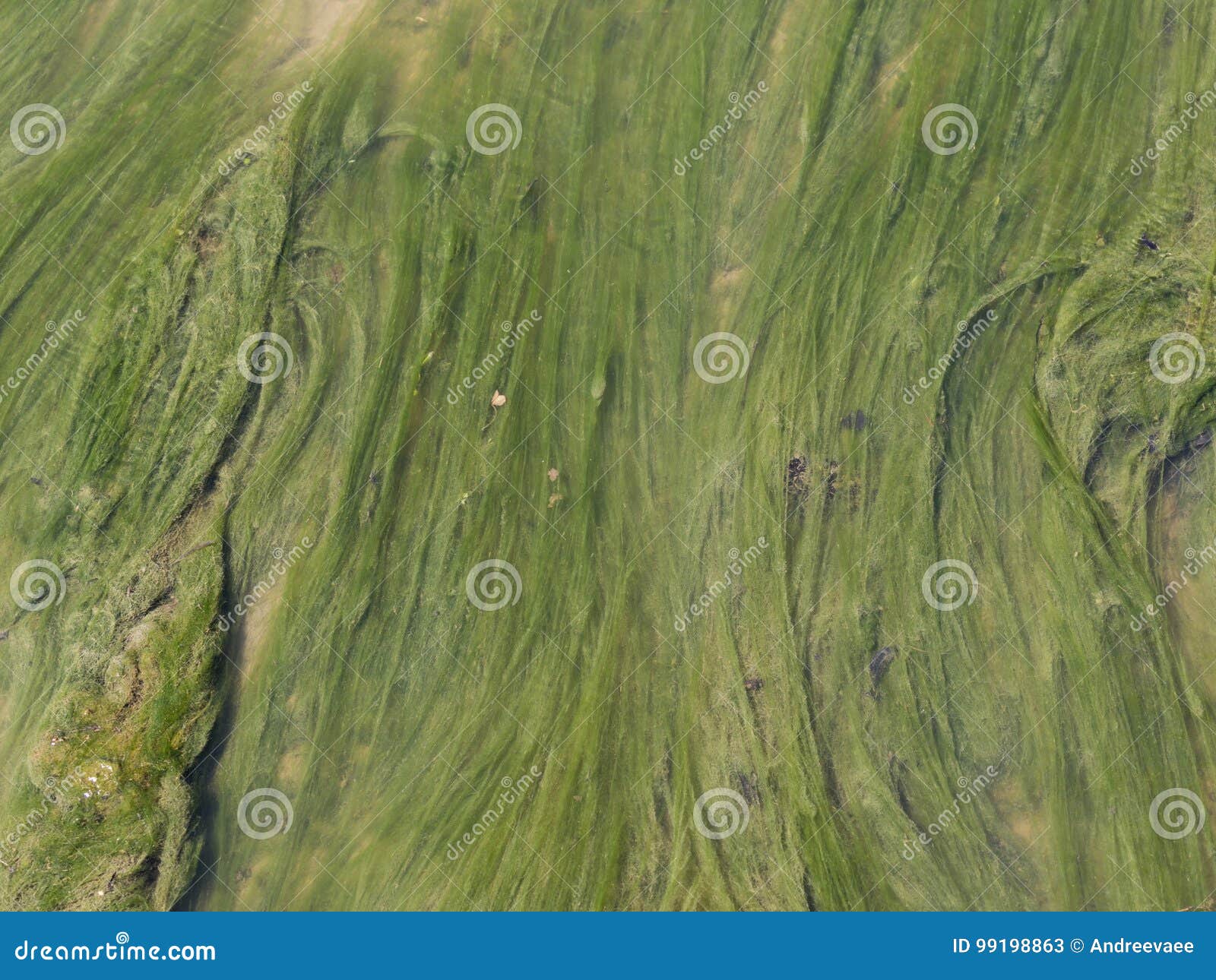 Green algae in water stock image. Image of green, plant - 99198863