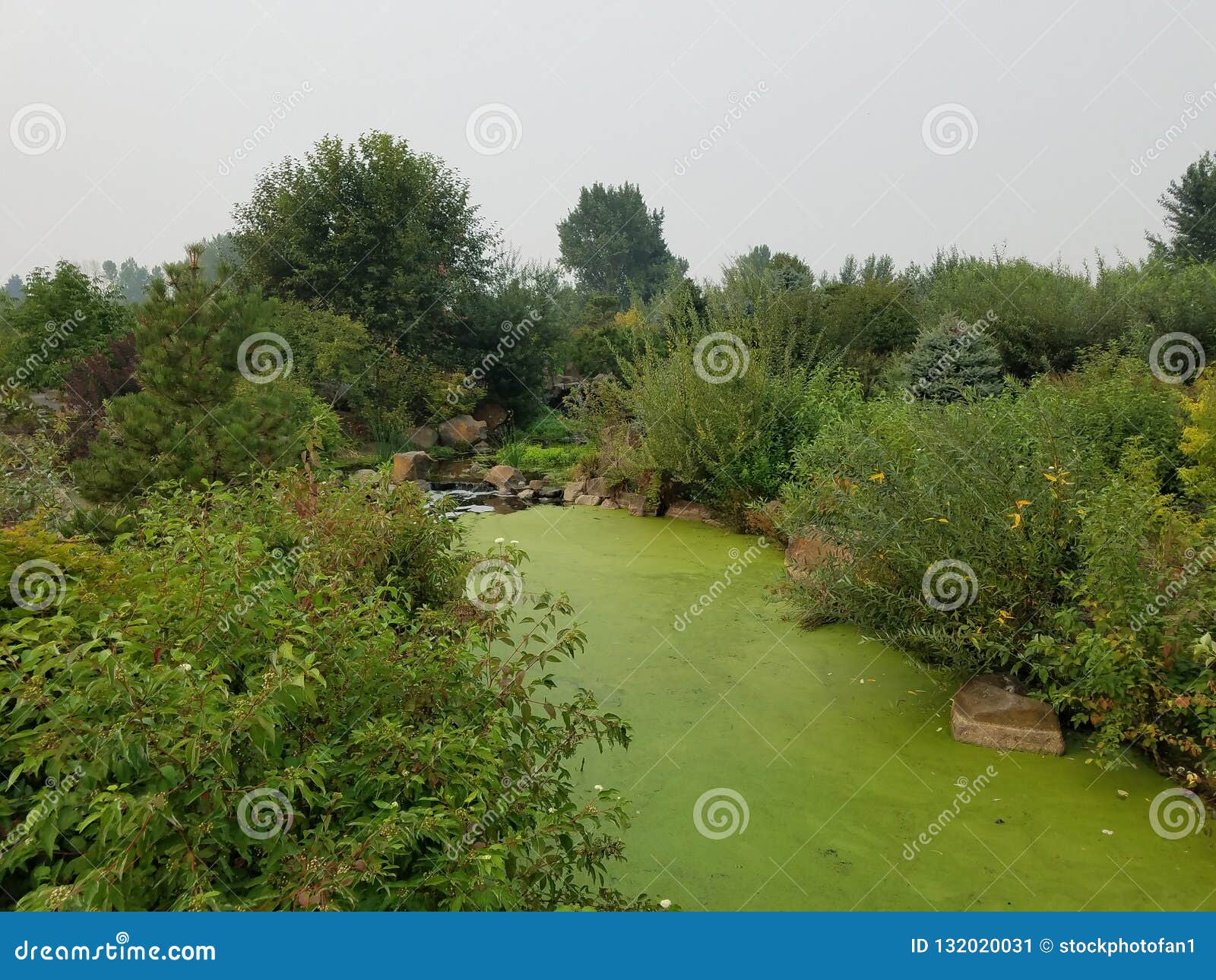 Green Algae on Water in Pond with Brown and Green Grasses Stock Image ...