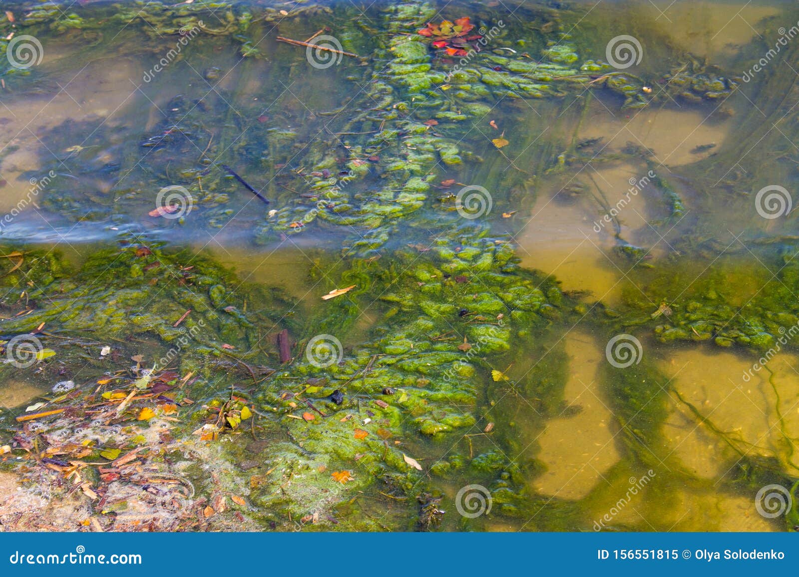 Green Algae in Water. Water Pollution. Ecological Problem Stock Image ...