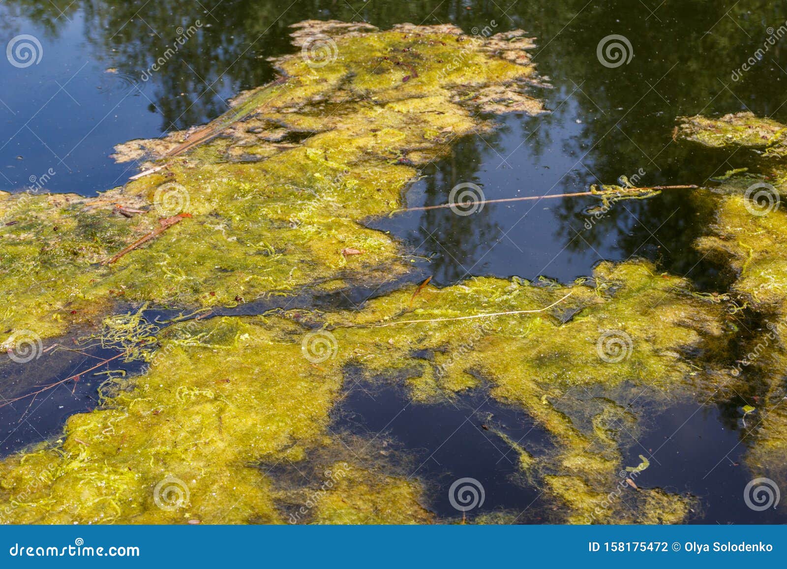 Green Algae in a Water Surface Stock Photo - Image of drainage ...