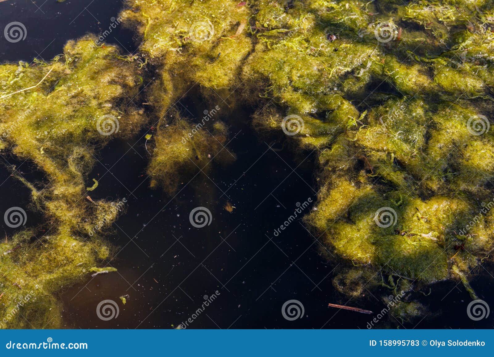 Green Algae in a Water Surface Stock Image - Image of drainage ...