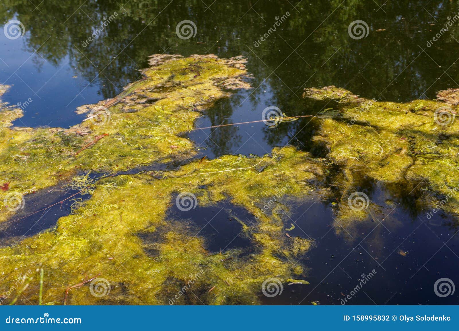 Green Algae in a Water Surface Stock Photo - Image of blooming, mire ...