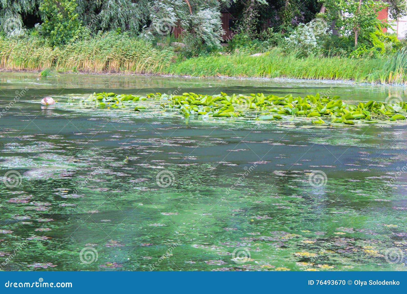 Green Algae on Water Surface Stock Photo - Image of environmental ...