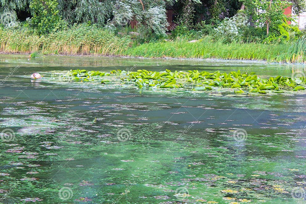 Green Algae on Water Surface Stock Photo - Image of environmental ...
