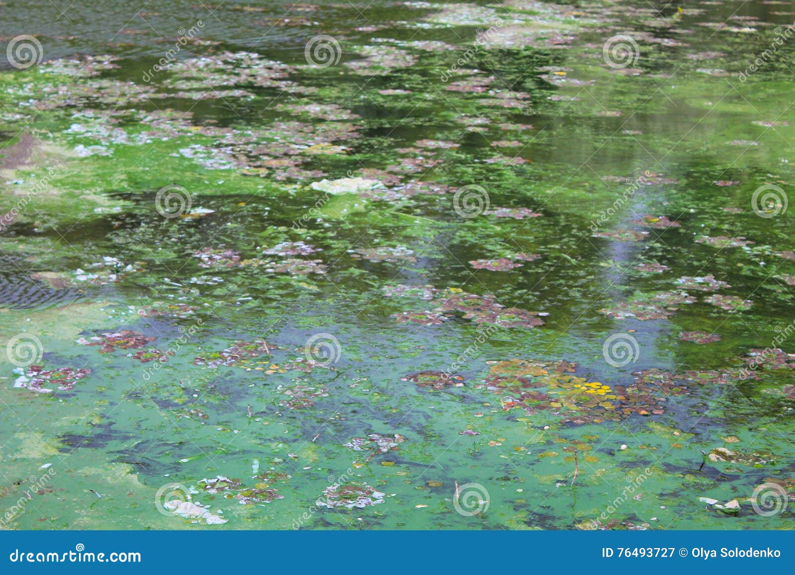 Green Algae on Water Surface Stock Image - Image of aquatic, algae ...