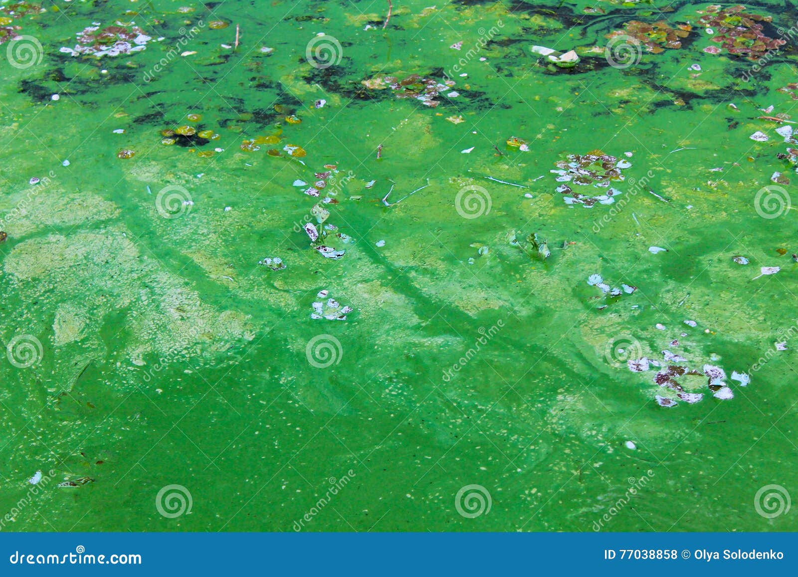 Green Algae on Water Surface Stock Photo - Image of algae, life: 77038858