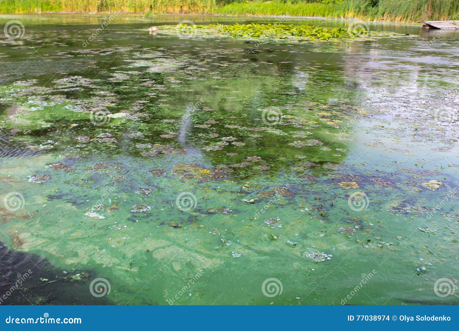 Green Algae on Water Surface Stock Photo - Image of outdoors, ecosystem ...
