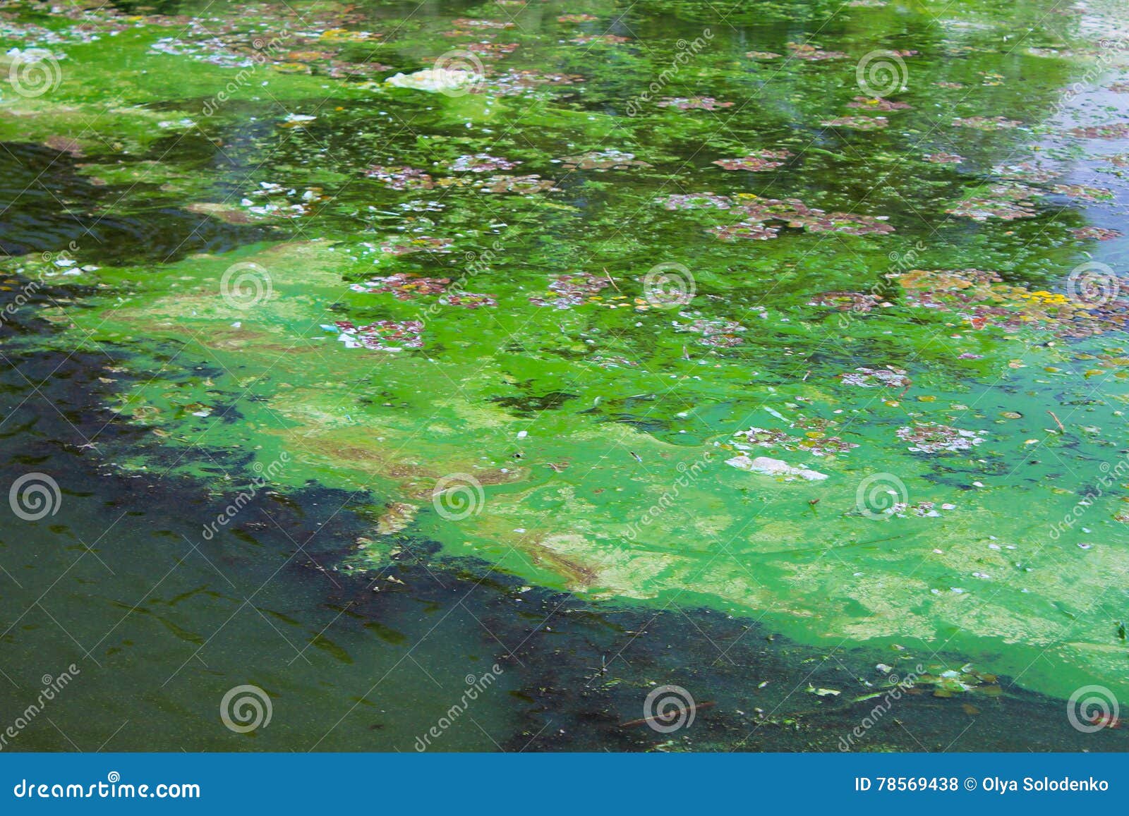 Green Algae on Water Surface Stock Photo - Image of organic, plant ...
