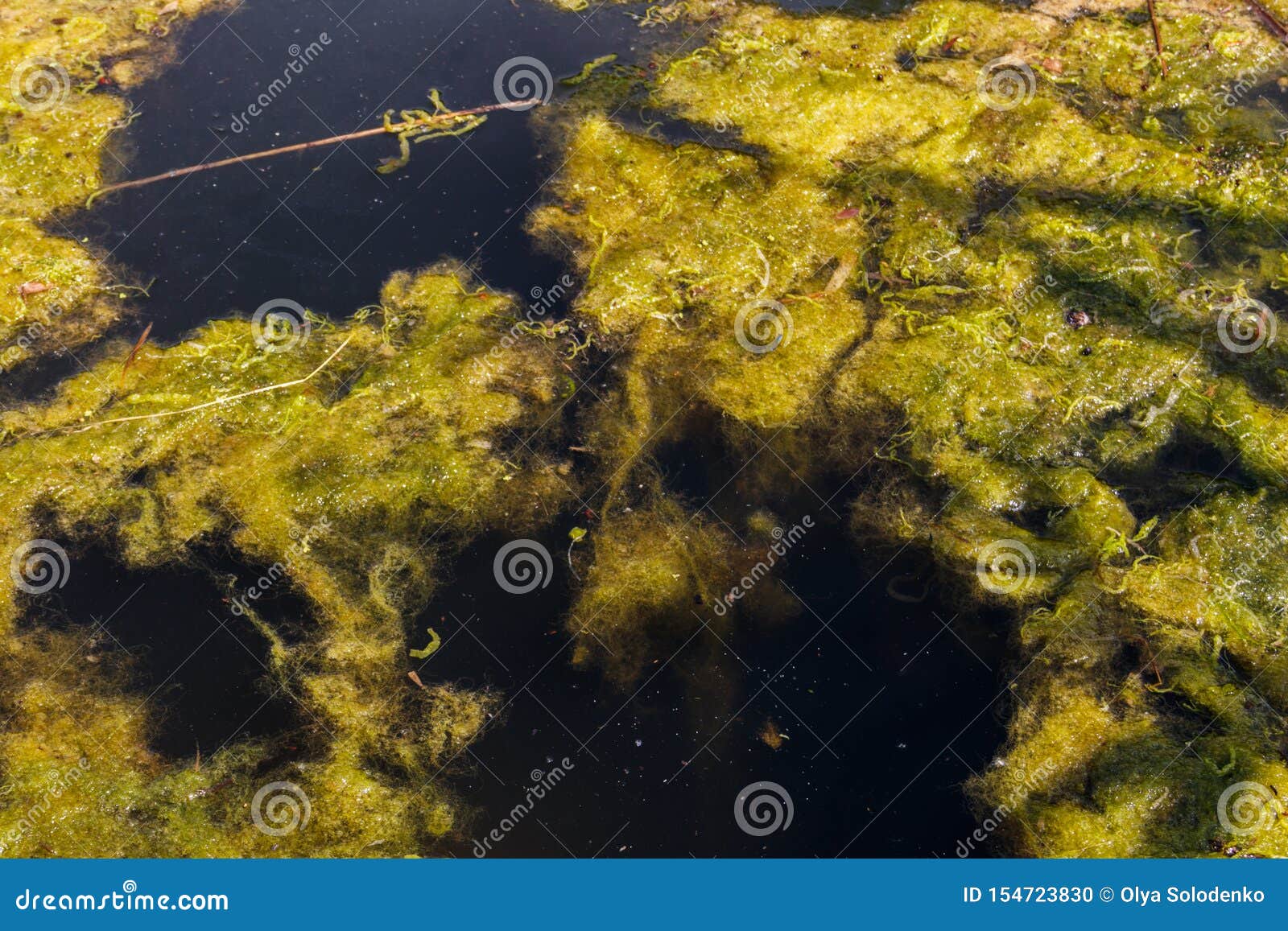 Green Algae in Water Surface Stock Photo - Image of plant, pollution ...