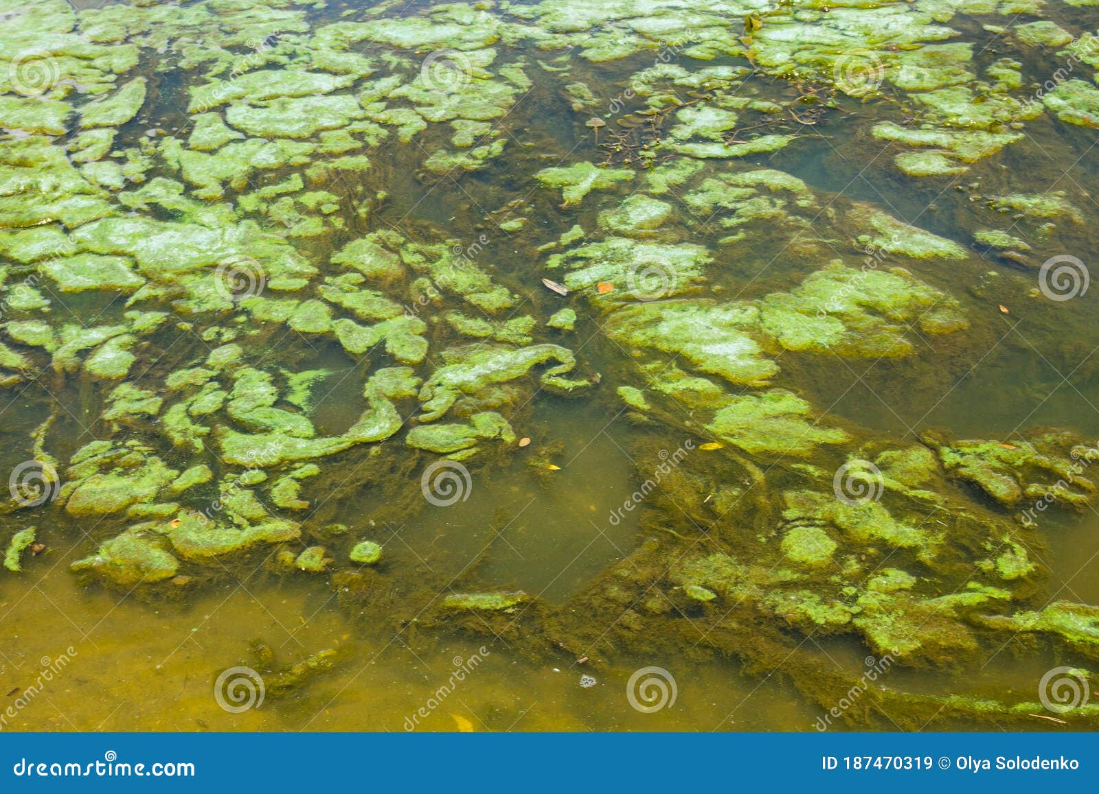 Green Algae in Water Surface Stock Image - Image of aquatic, green ...
