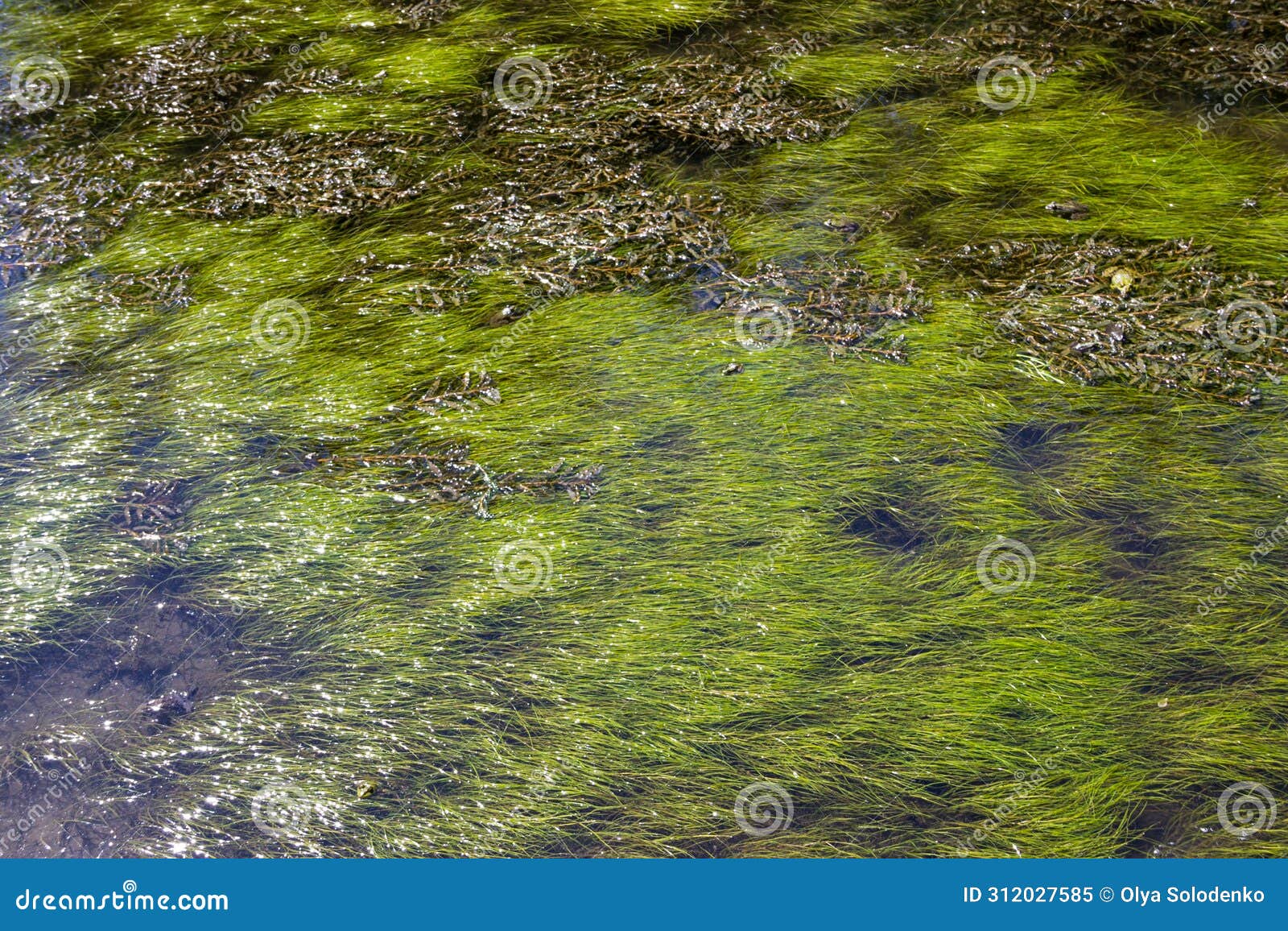 Green Algae in Water Surface Stock Image - Image of environmental ...