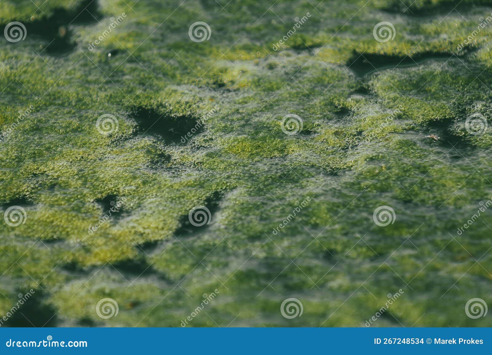 Green Algae on the Water Surface. Green Natural Texture Stock Photo ...