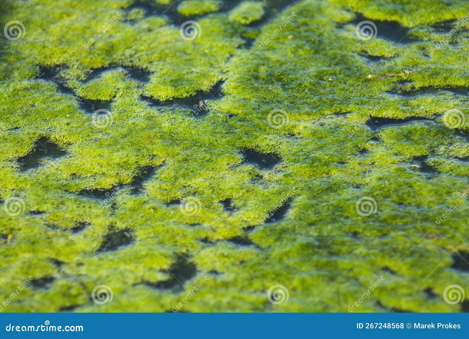 Green Algae on the Water Surface. Green Natural Texture Stock Photo ...