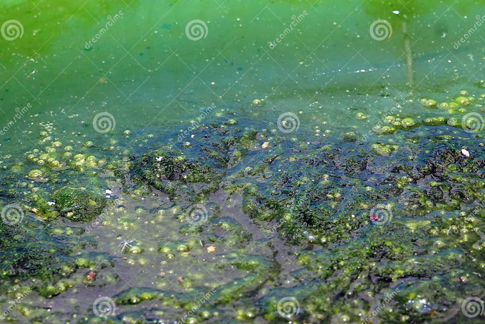A Green Algae in the Water on the Surface of the Pond, Abstract ...