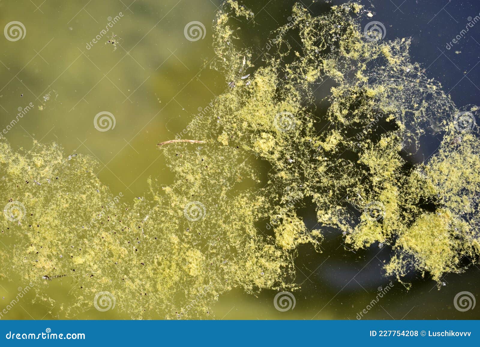 Green Algae on the Water Surface of the Swamp Stock Photo - Image of ...