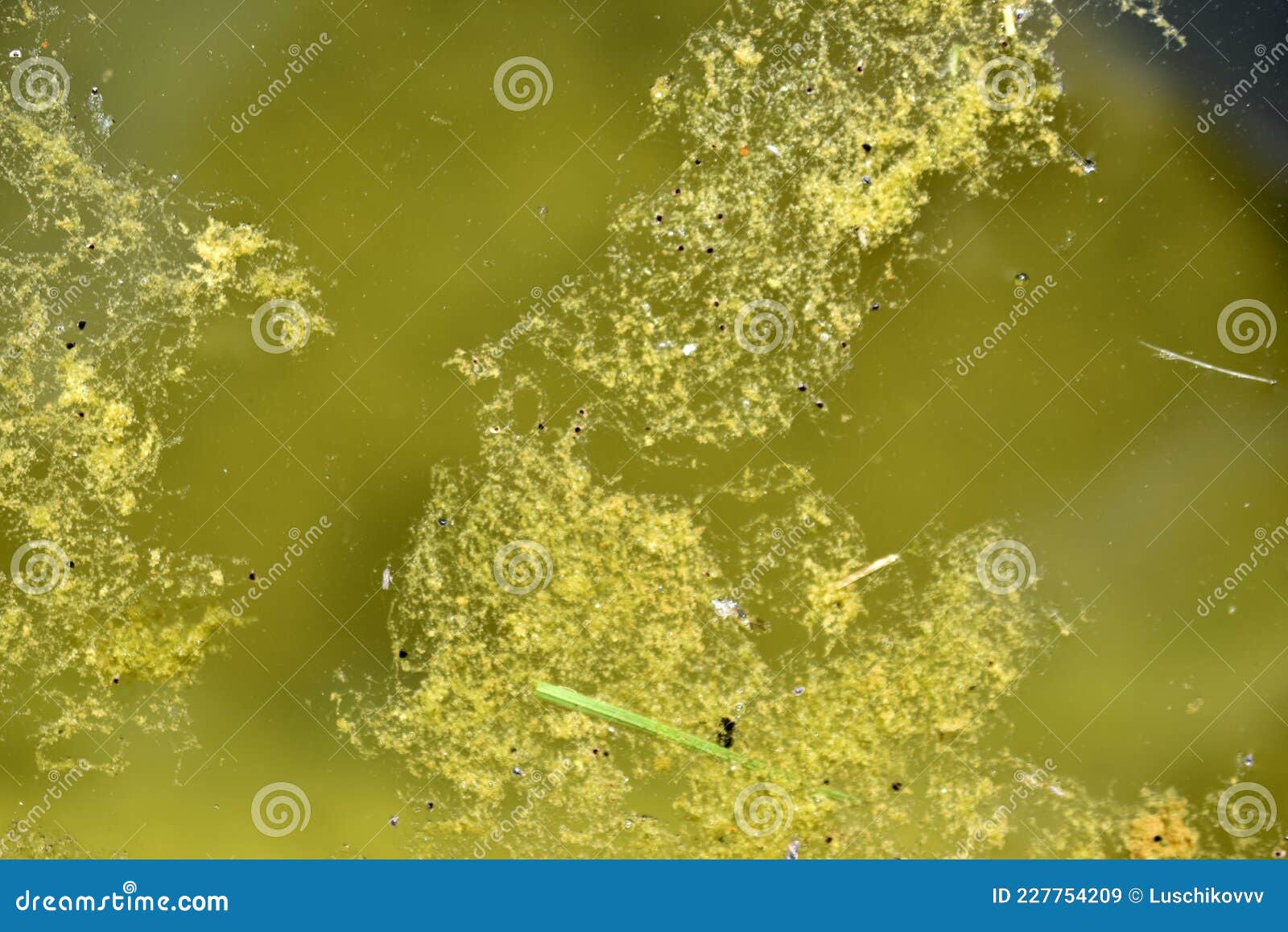 Green Algae on the Water Surface of the Swamp Stock Image - Image of ...