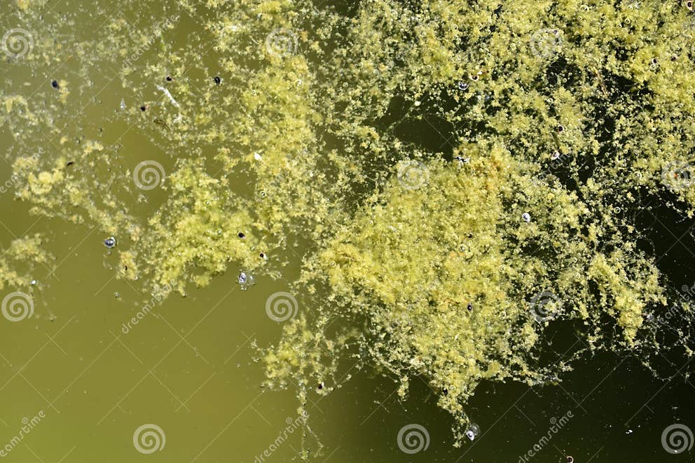 Green Algae on the Water Surface of the Swamp Stock Photo - Image of ...